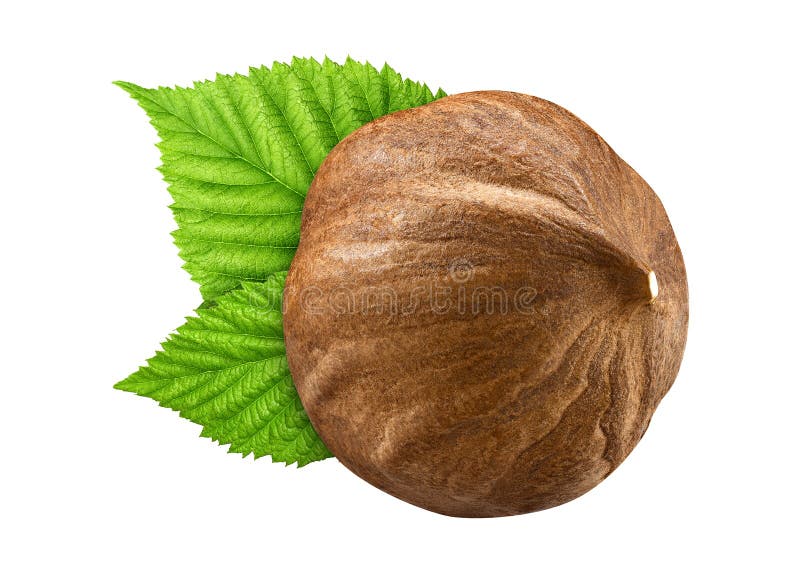 One Hazelnut Isolated Closeup without Shell with Leaf As Package Design ...
