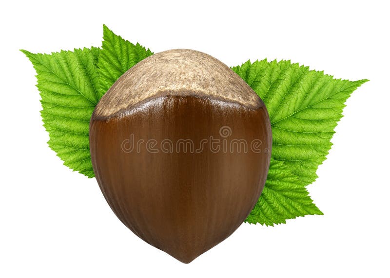 Hazelnut Isolated Closeup without Shell As Package Design Elements ...