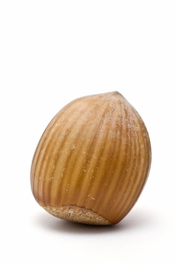 One Hazelnut Isolated On White. Stock Photo - Image of healthy ...