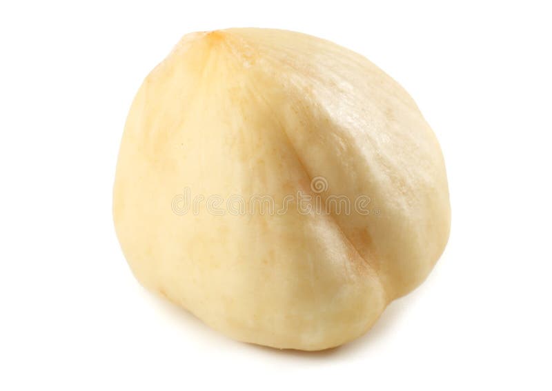 One Hazelnut Isolated on a White Background. Macro Stock Photo - Image ...