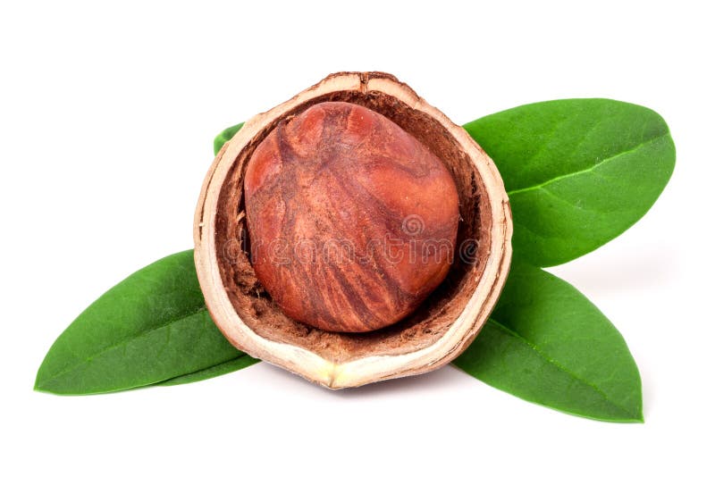 One Hazelnuts with Leaves Isolated on White Background Close-up Stock ...