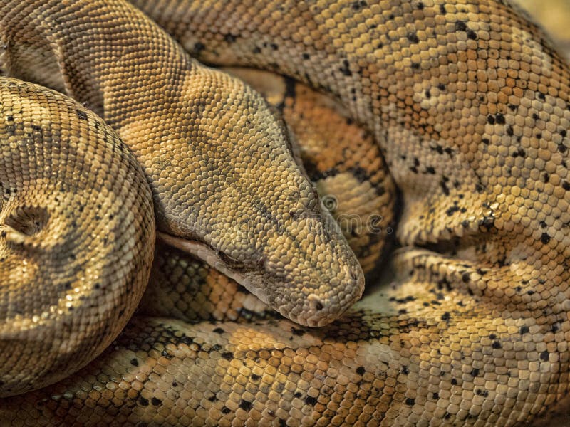 Head of Coiled Mexico Dwarf Boas, Boa Constrictor Imperator Stock Photo ...