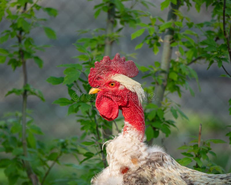 One Head of the Rooster is Close -up Stock Photo - Image of domestic ...