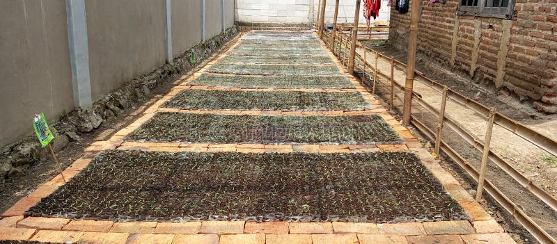 Old Vegetable Seedling Site Stock Photos - Free & Royalty-Free Stock ...