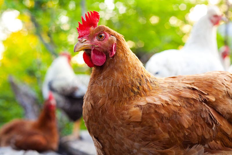 One Hen in Front of Her Group Stock Photo - Image of livestock, farming ...