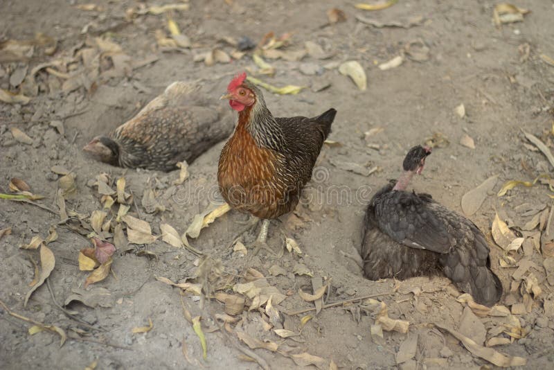 One Hen is Standing and Two Hens are Lying Down Dusted All Over Stock ...