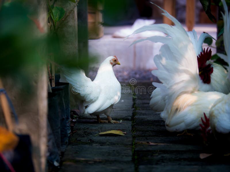 One Hen and Tree Roosters stock image. Image of male - 122287033
