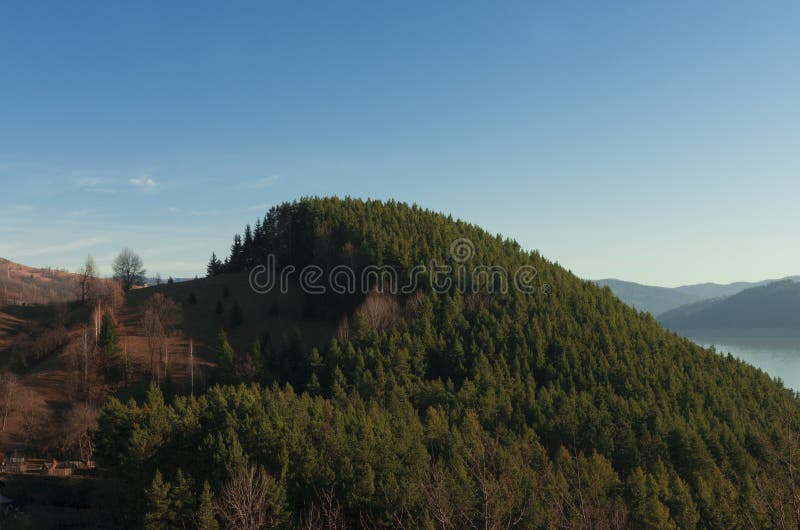 One Hill with Half Big Forest, Half New Forest Stock Photo - Image of ...