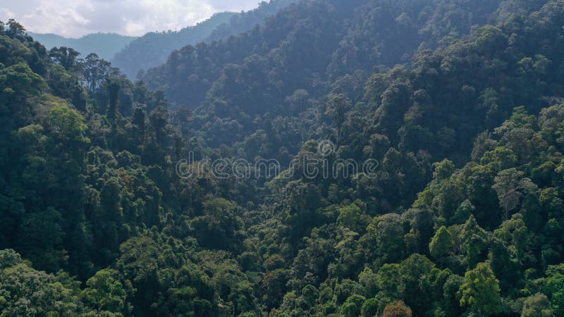 One of the Hills in Mount Leuser National Park Stock Photo - Image of ...