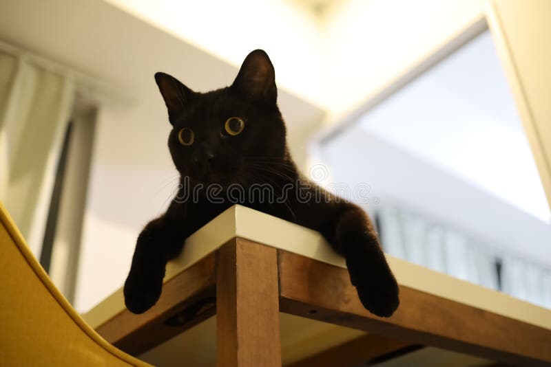 143 Cat Table Edge Stock Photos - Free & Royalty-Free Stock Photos from ...