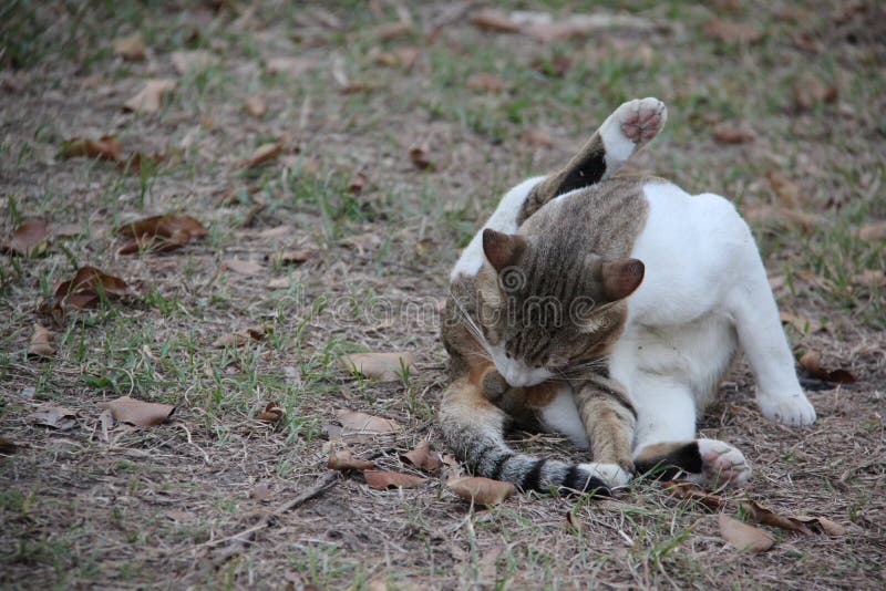 One Lovely Stray Cat Preen stock image. Image of homeless - 143690777
