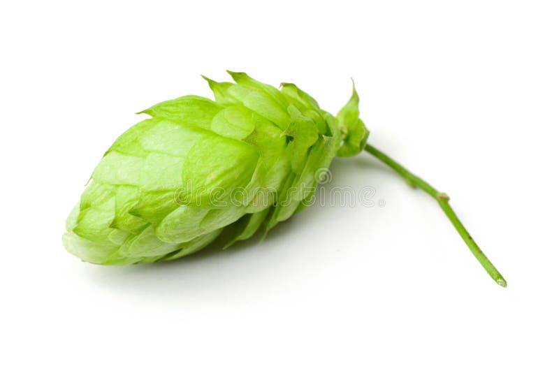 Hop cones stock image. Image of hops, fresh, brewery - 21945883