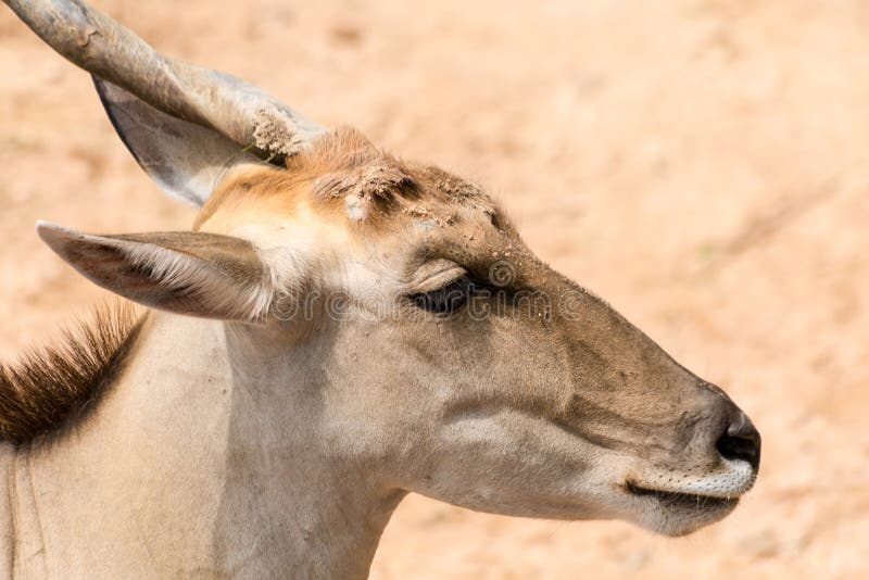Impala Doe Head Close-up Portrait Lovely Colours Stock Image - Image of ...