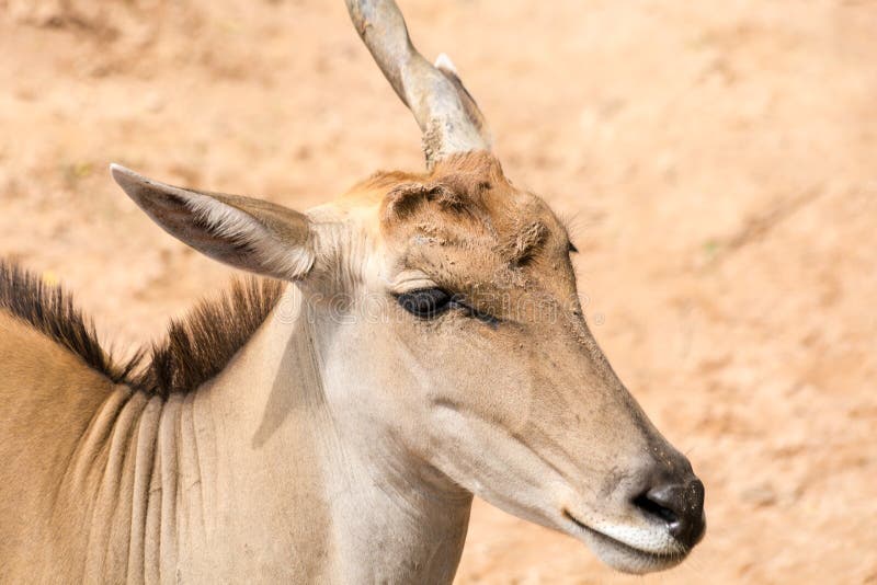 One horn impala head stock image. Image of south, animal - 50736537