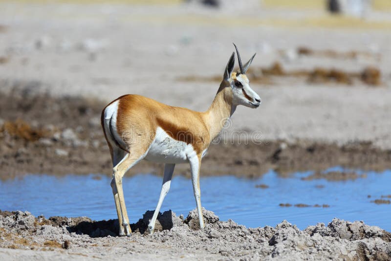 One Horn Springbok at the Water Stock Image - Image of daytime, nxai ...