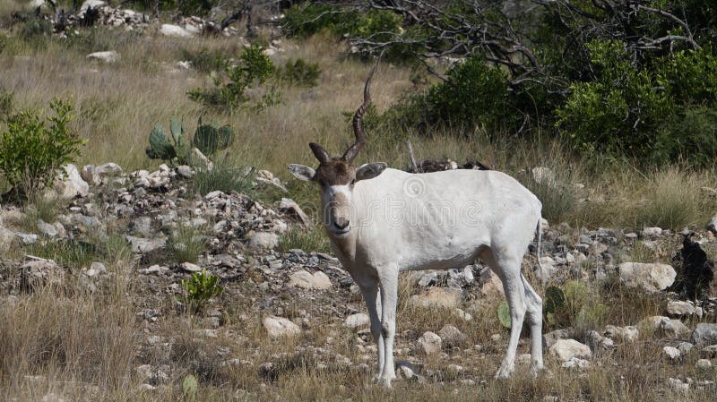 One-Horned Addax stock photo. Image of wild, nature, safari - 97266180