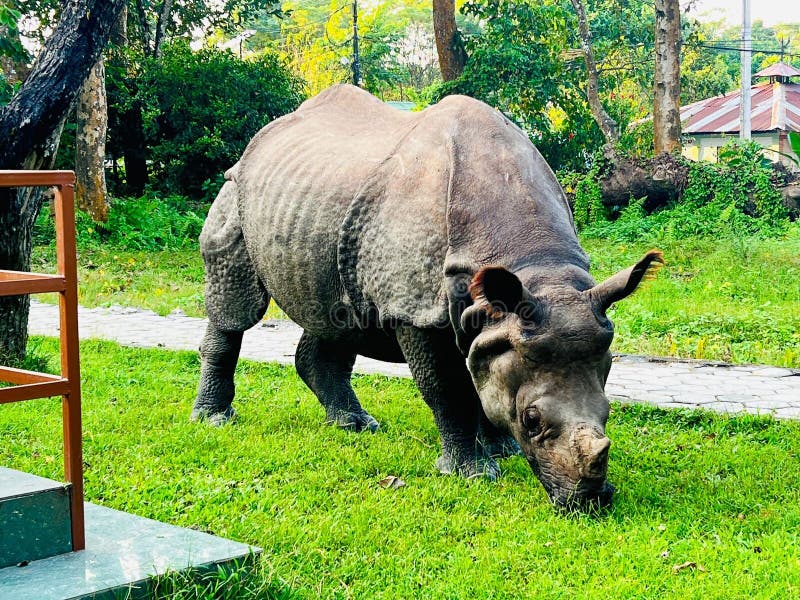 One Horned Raino stock image. Image of adventure, nepal - 262697377
