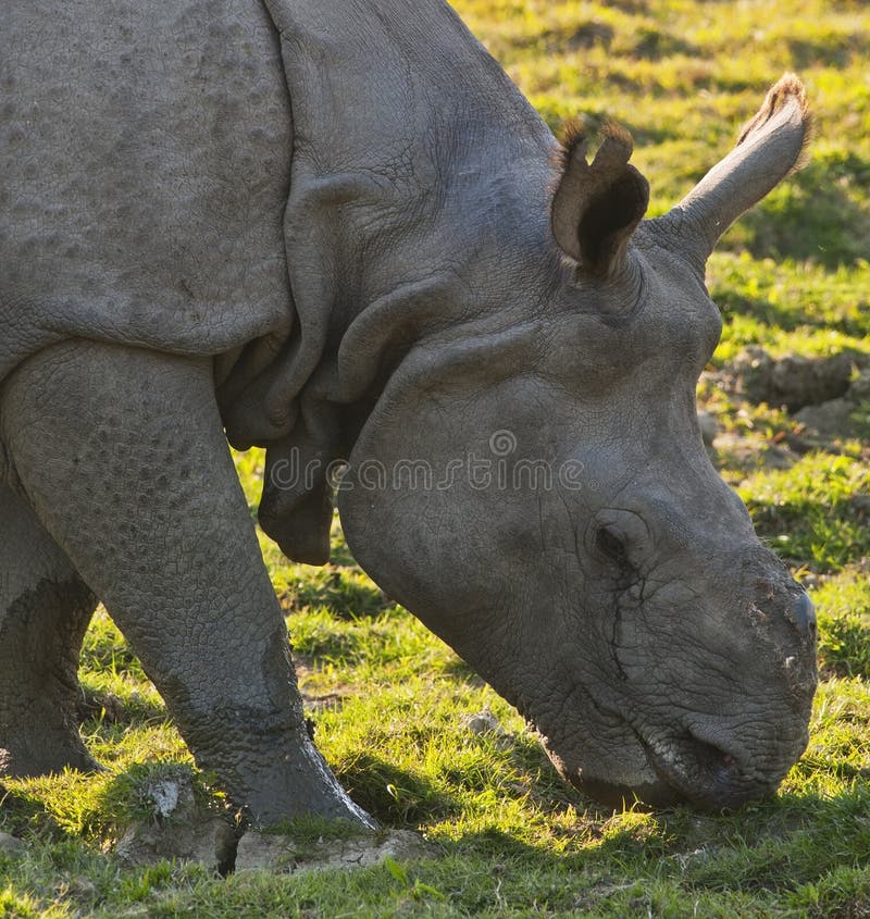 One horned rhino stock image. Image of safari, east, grass - 29621949