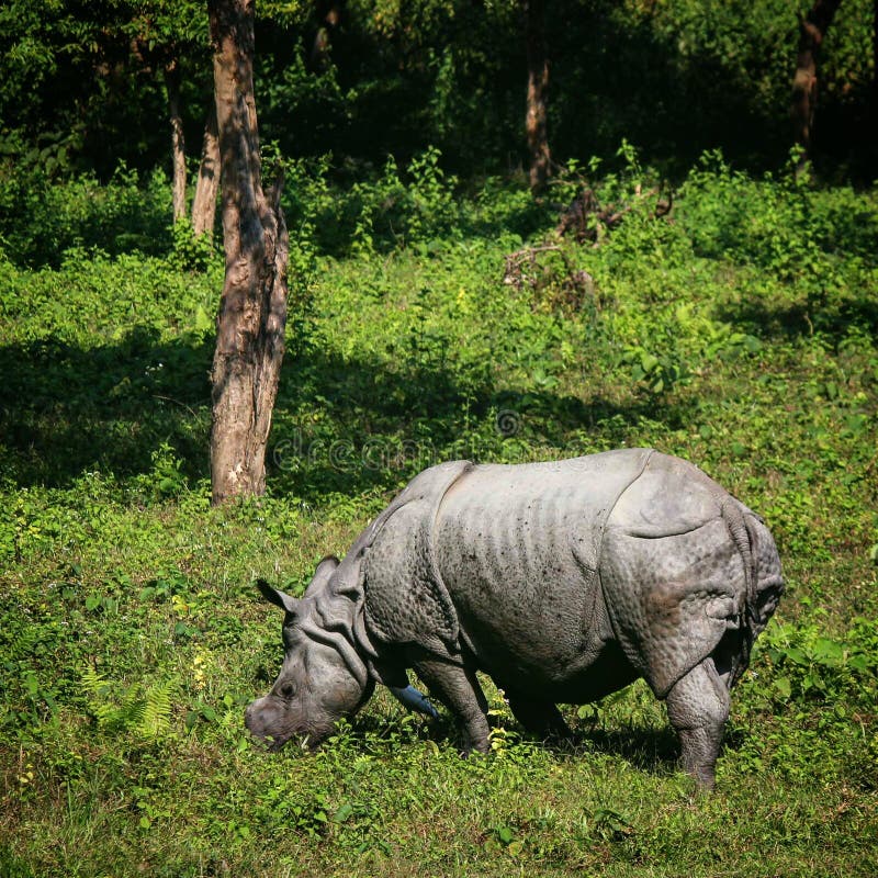 One horned rhino stock photo. Image of kaziranga, green - 131238518