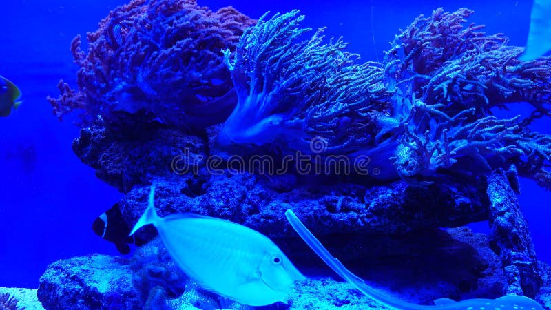 One-horned Rhinoceros Fish Swims in Water Stock Footage - Video of ...