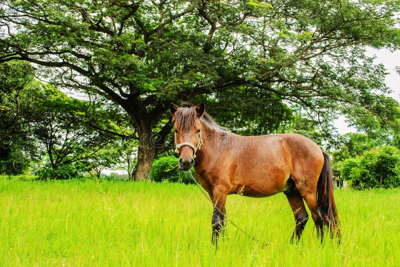One Horse on Green Grass and Big Tree Stock Image - Image of energy ...