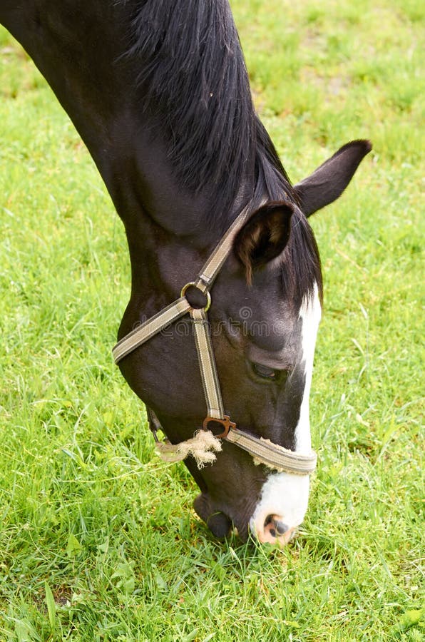 One horse in pasture. stock photo. Image of beauty, black - 72830546