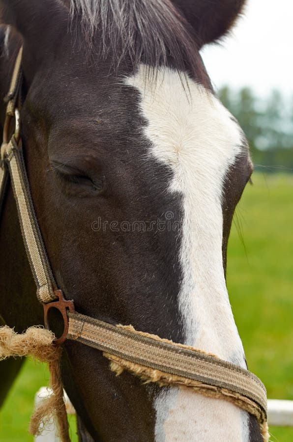 One horse in pasture. stock photo. Image of beautiful - 72830582
