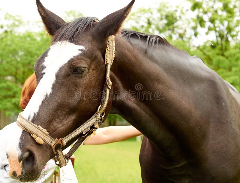One horse in pasture. stock photo. Image of brown, herd - 72830610