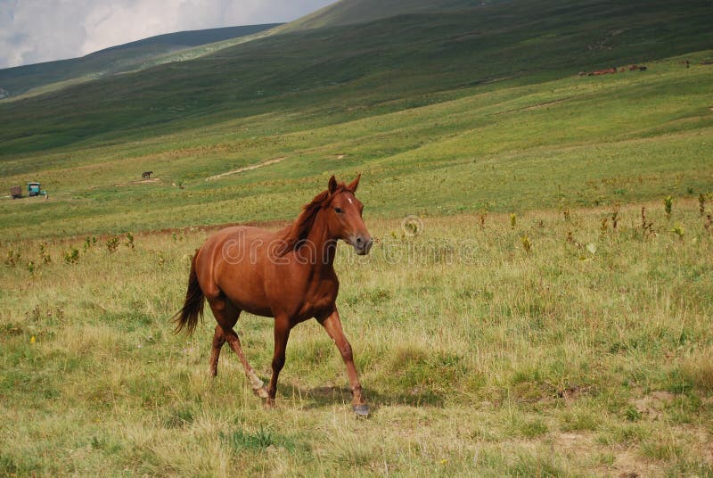 One horse runs home stock photo. Image of brown, stallion - 4664580