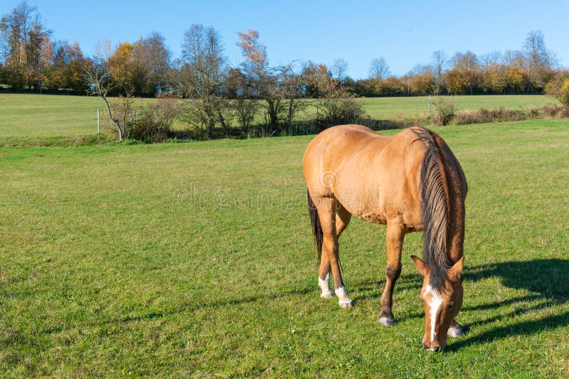 Single Horse Grazing on a Pasture Stock Image - Image of mammal, horse ...