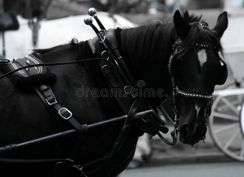 One Horsepower stock photo. Image of rides, horsepower - 1899698