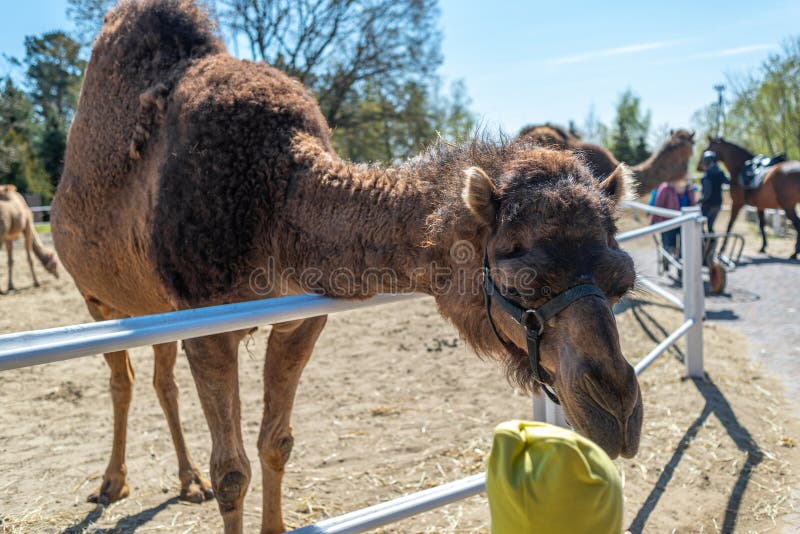 A One-humped Camel in a Paddock, Stretching Its Neck at the Viewer ...