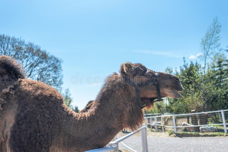 A One-humped Camel in a Paddock, Stretching Its Neck at the Viewer ...