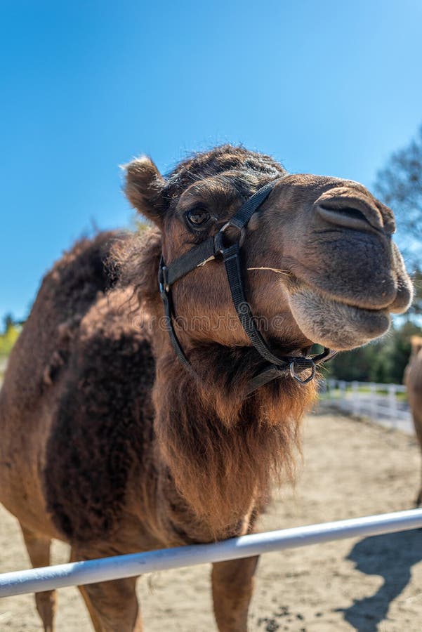 A One-humped Camel in a Paddock, Stretching Its Neck at the Viewer ...