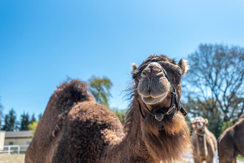 A One-humped Camel in a Paddock, Stretching Its Neck at the Viewer ...