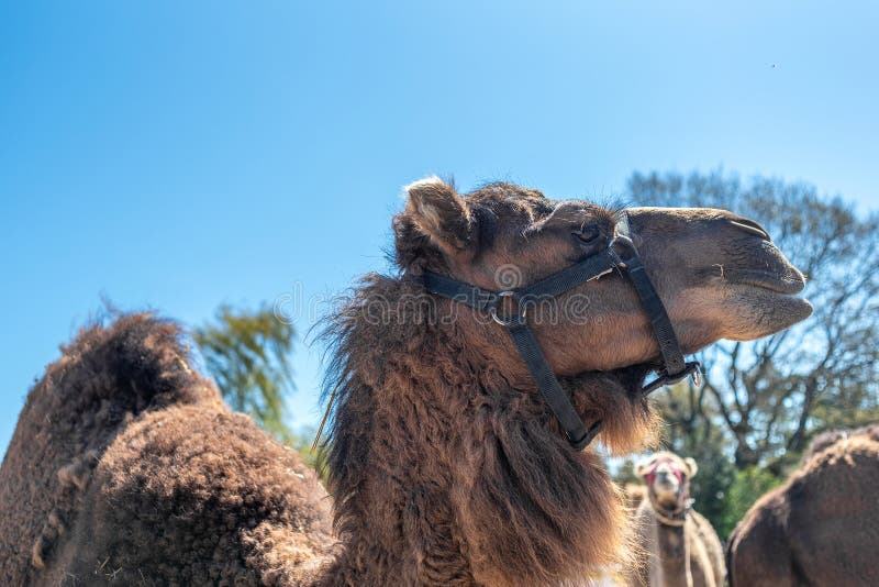 Close-up Portrait of a Camel. Camel in a Pink Bridle Stock Image ...