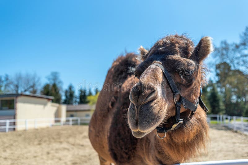 A One-humped Camel in a Paddock, Stretching Its Neck at the Viewer ...