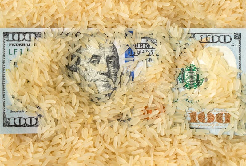 One Hundred Dollar Bill Covered in Yellow Rice Stock Photo - Image of ...