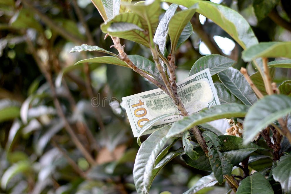 One Hundred Dollar Bill on Tree Stock Photo - Image of investment ...