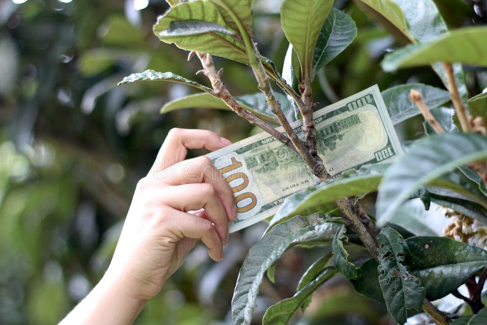 One Hundred Dollar Bill on Tree Stock Image - Image of money, business ...