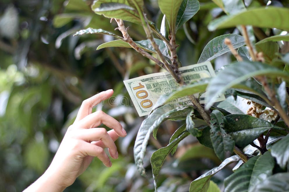 One Hundred Dollar Bill on Tree Stock Image - Image of picking ...