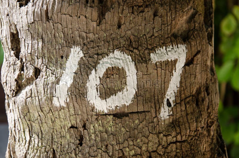 One Hundred and Seven Number Painted on Palm Tree Stock Image - Image ...