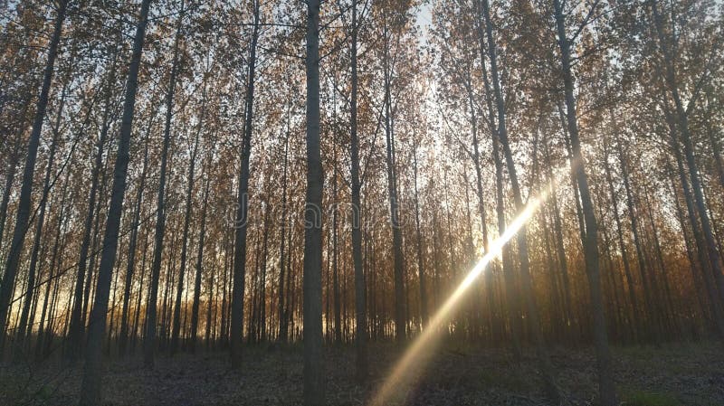 One hundred trees stock image. Image of nature, mist - 229063895