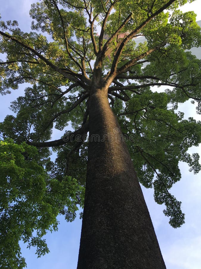 Jelutong Tree, Dyera Costulata, Seen from Its Base, with Its Crown ...