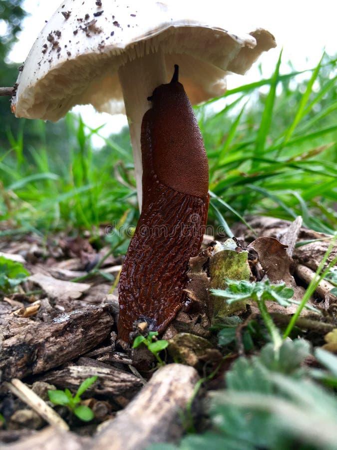 Brown snail on a mushroom stock image. Image of background - 138824505