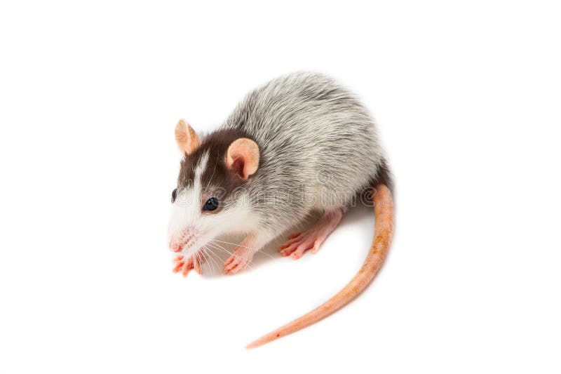 One Husky Rat on White Background Stock Photo - Image of curiosity ...