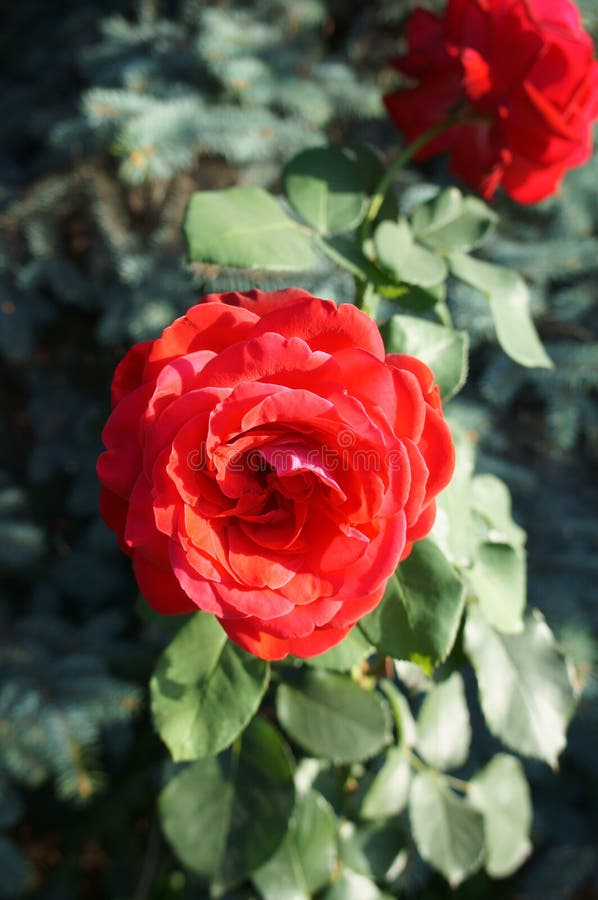 One Hybrid Tea Red Rose Flower Stock Photo - Image of double, flower ...