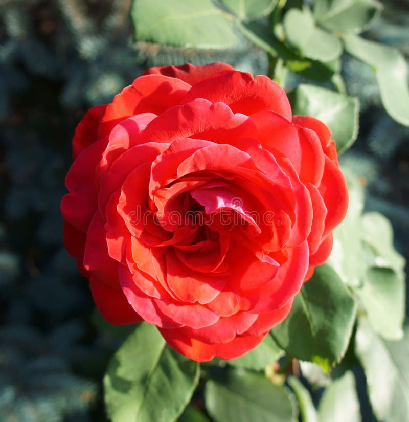 One Hybrid Tea Red Rose Flower Stock Photo - Image of summer, leaves ...