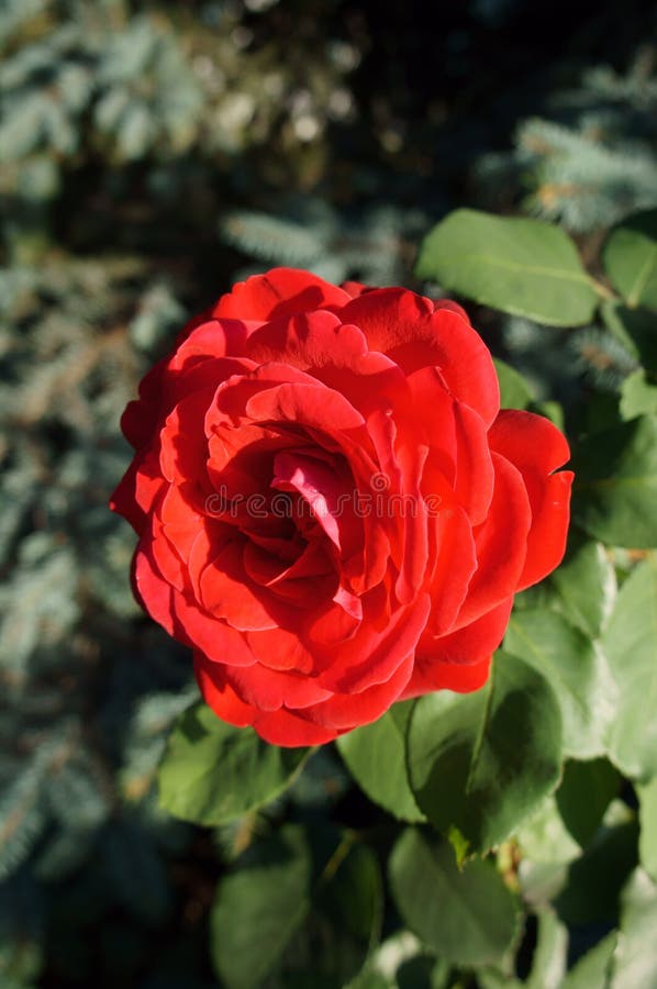 One Hybrid Tea Red Rose Flower Stock Image - Image of hybrid, fully ...