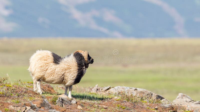 One Icelandic Big Horn Sheep Stock Photo - Image of horned, iceland ...